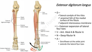 Anterior compartment of leg | PDF
