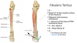 Anterior compartment of leg | PDF