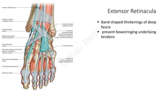 Anterior compartment of leg | PDF