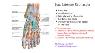 Anterior compartment of leg | PDF