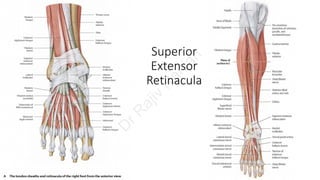 Anterior compartment of leg | PDF