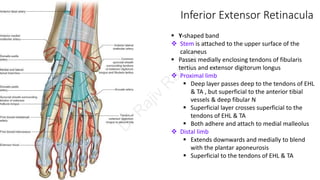 Anterior compartment of leg | PDF