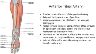 Anterior compartment of leg | PDF