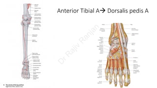 Anterior compartment of leg | PDF