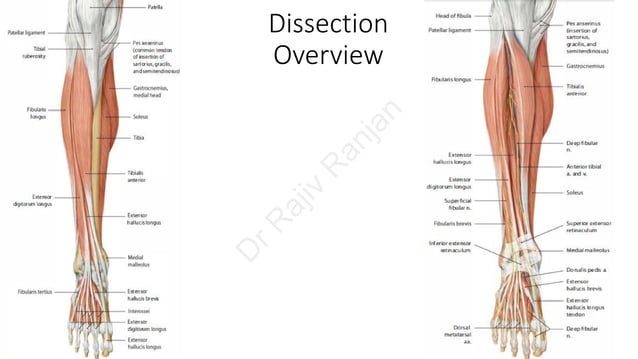 Anterior compartment of leg | PDF