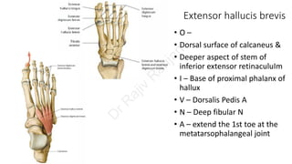 Anterior compartment of leg | PDF