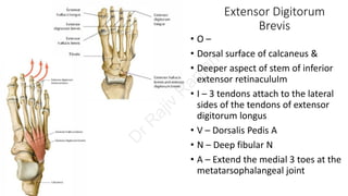 Anterior compartment of leg | PDF