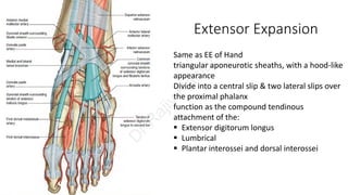 Anterior compartment of leg | PDF