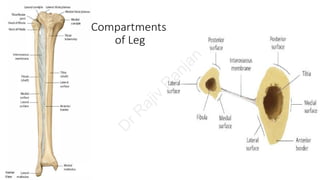 Anterior compartment of leg | PDF