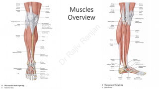 Anterior compartment of leg | PDF