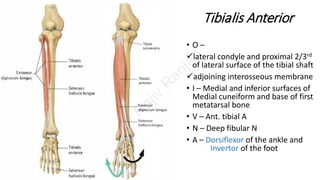 Anterior compartment of leg | PDF