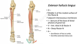 Anterior compartment of leg | PDF