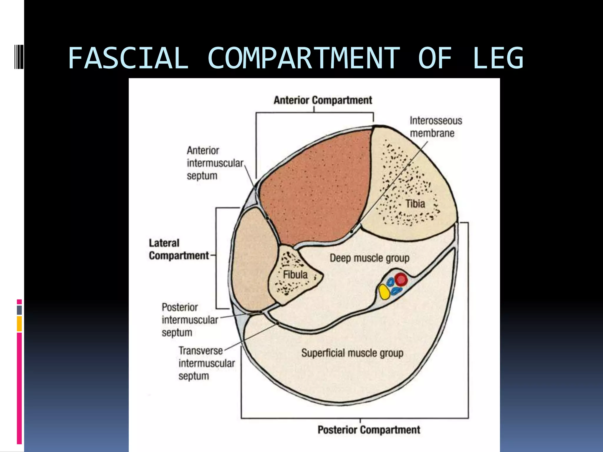Anatomy of Anterior compartment of leg.pptx