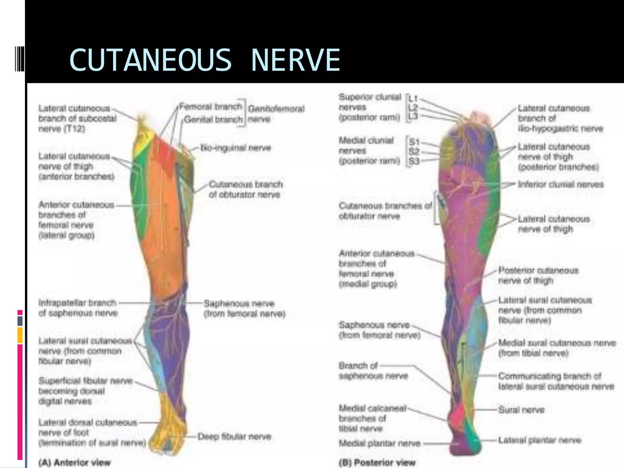 Anatomy of Anterior compartment of leg.pptx
