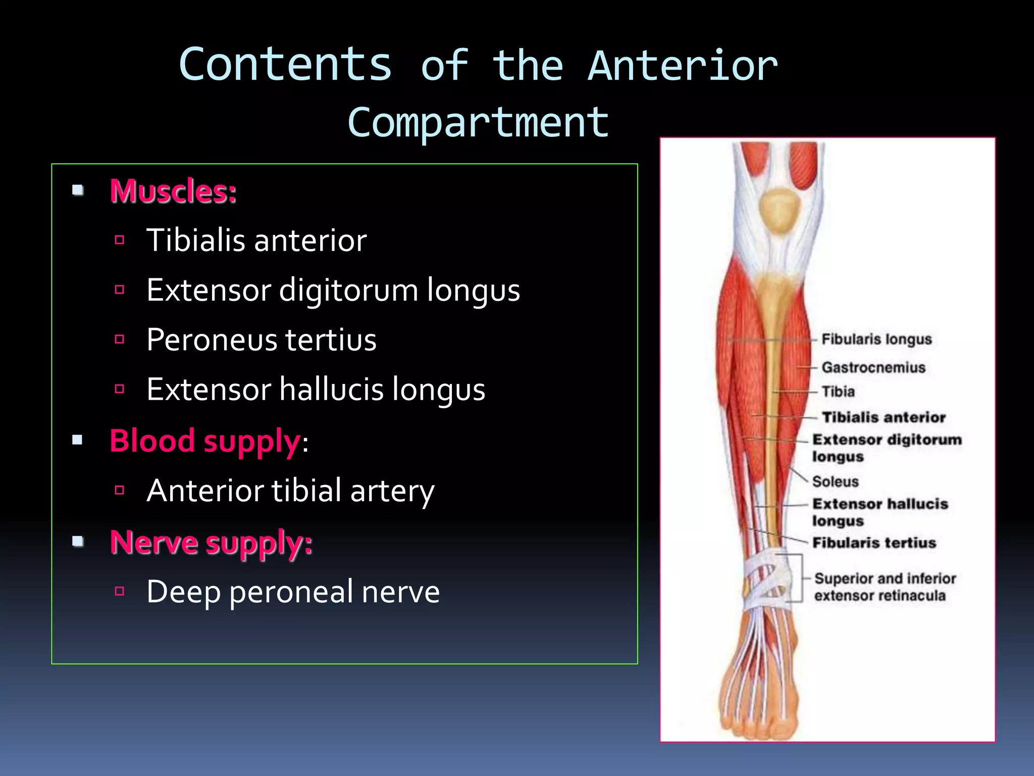 Anatomy of Anterior compartment of leg.pptx