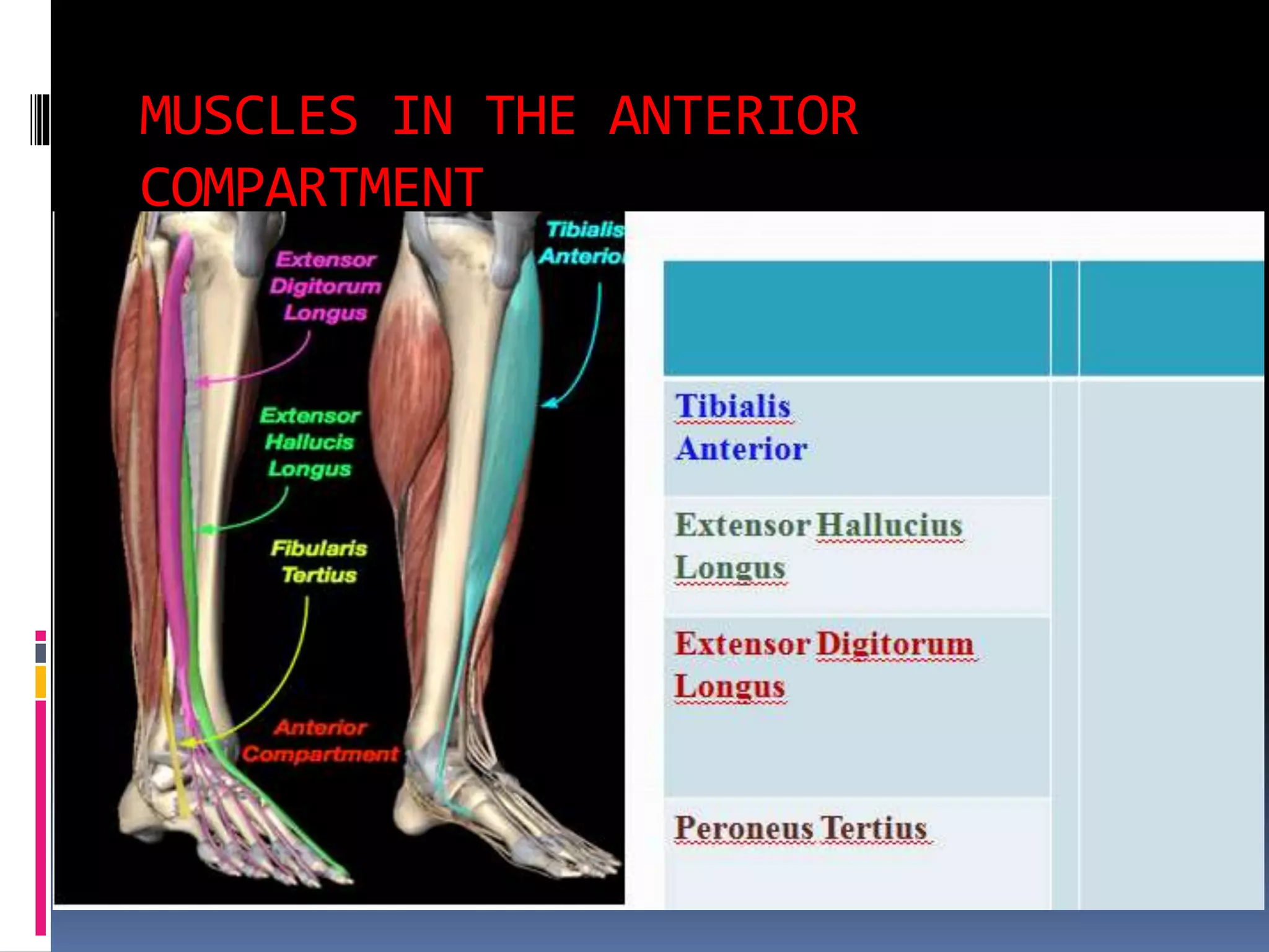 Anatomy of Anterior compartment of leg.pptx