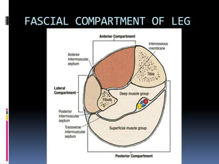 Anatomy of Anterior compartment of leg.pptx