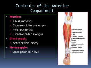 Anatomy of Anterior compartment of leg.pptx