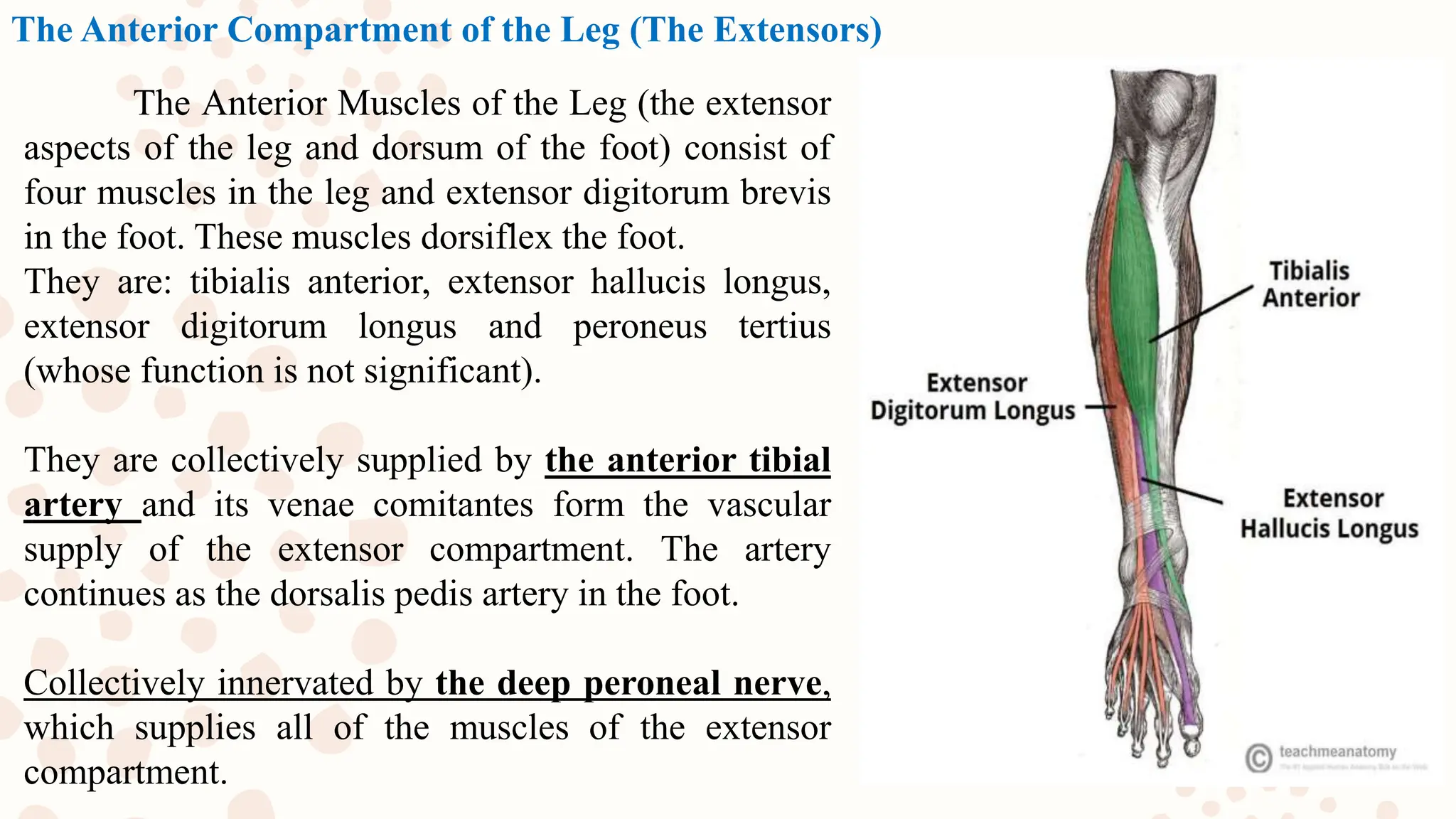 Anterior compartment of the Leg_114.pptx | Death, Injury, or Military ...