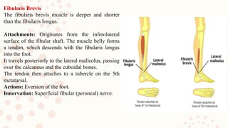 Anterior compartment of the Leg_114.pptx