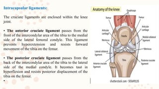 Anterior compartment of the Leg_114.pptx