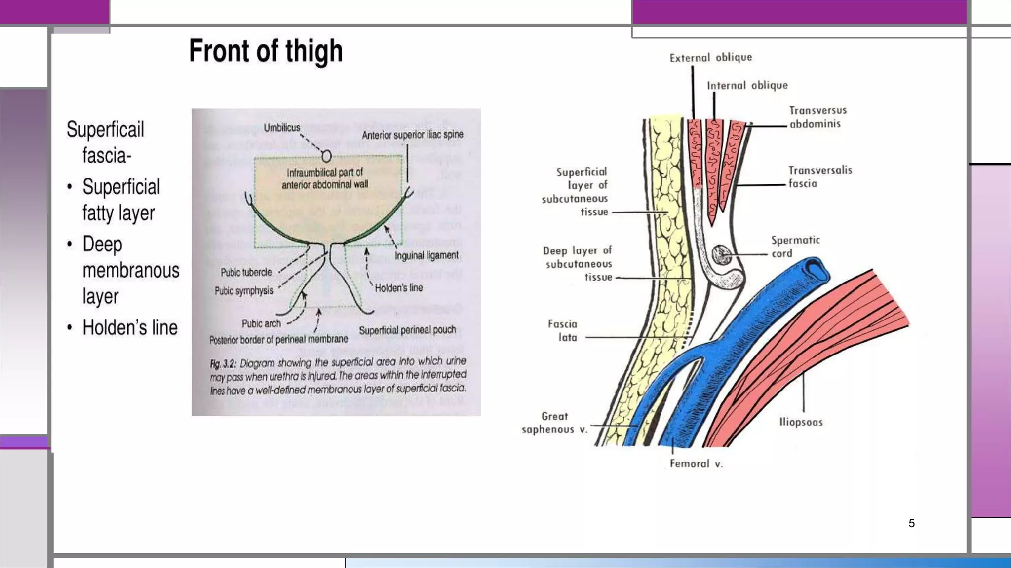 Anterior compartment of thigh by insha ur rahman | PPTX | Death, Injury ...
