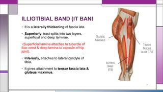 Anterior compartment of thigh by insha ur rahman | PPTX