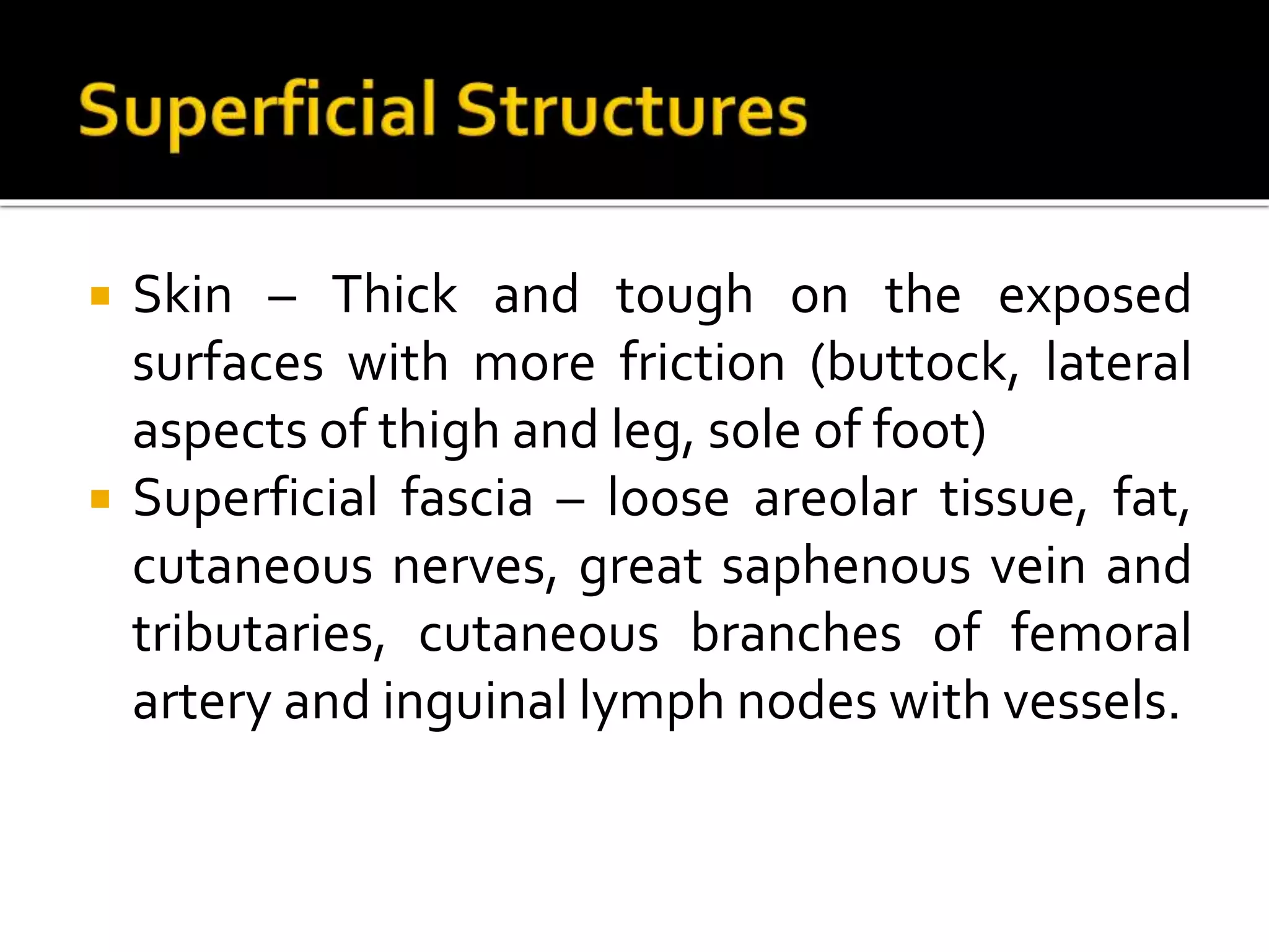 Anterior Compartment of Thigh.pptx