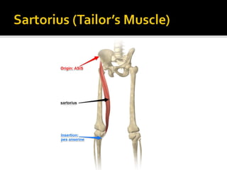 Anterior Compartment of Thigh.pptx