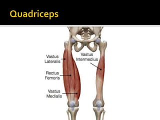 Anterior Compartment of Thigh.pptx