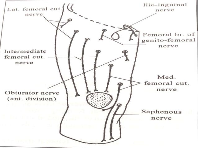 Anterior Compartment of Thigh.pptx