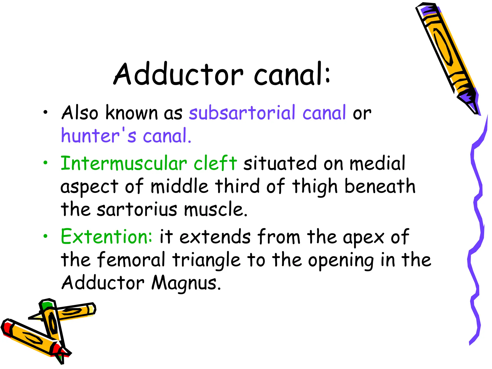 Anterior compartment of thigh.ppt