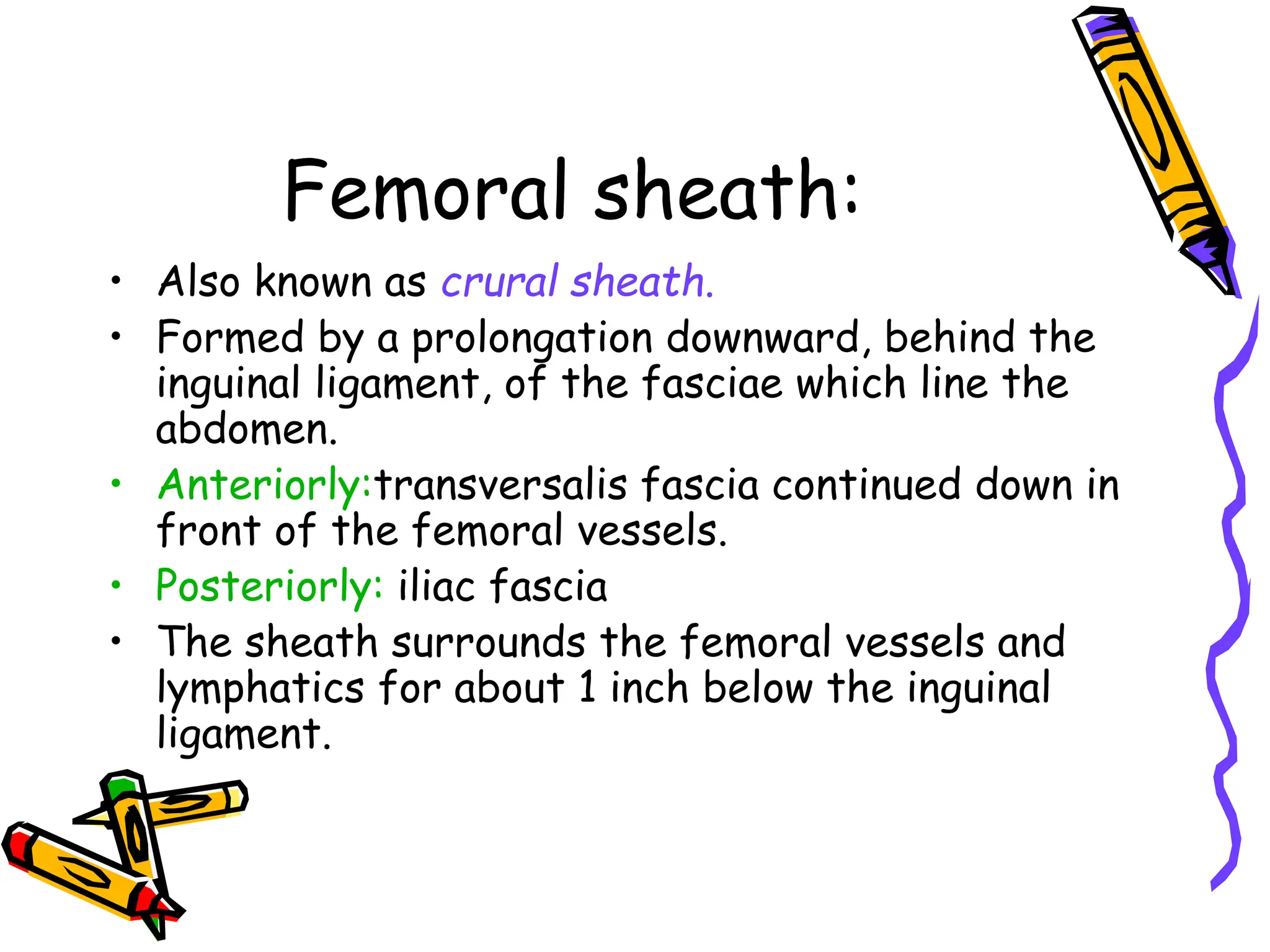 Anterior compartment of thigh.ppt