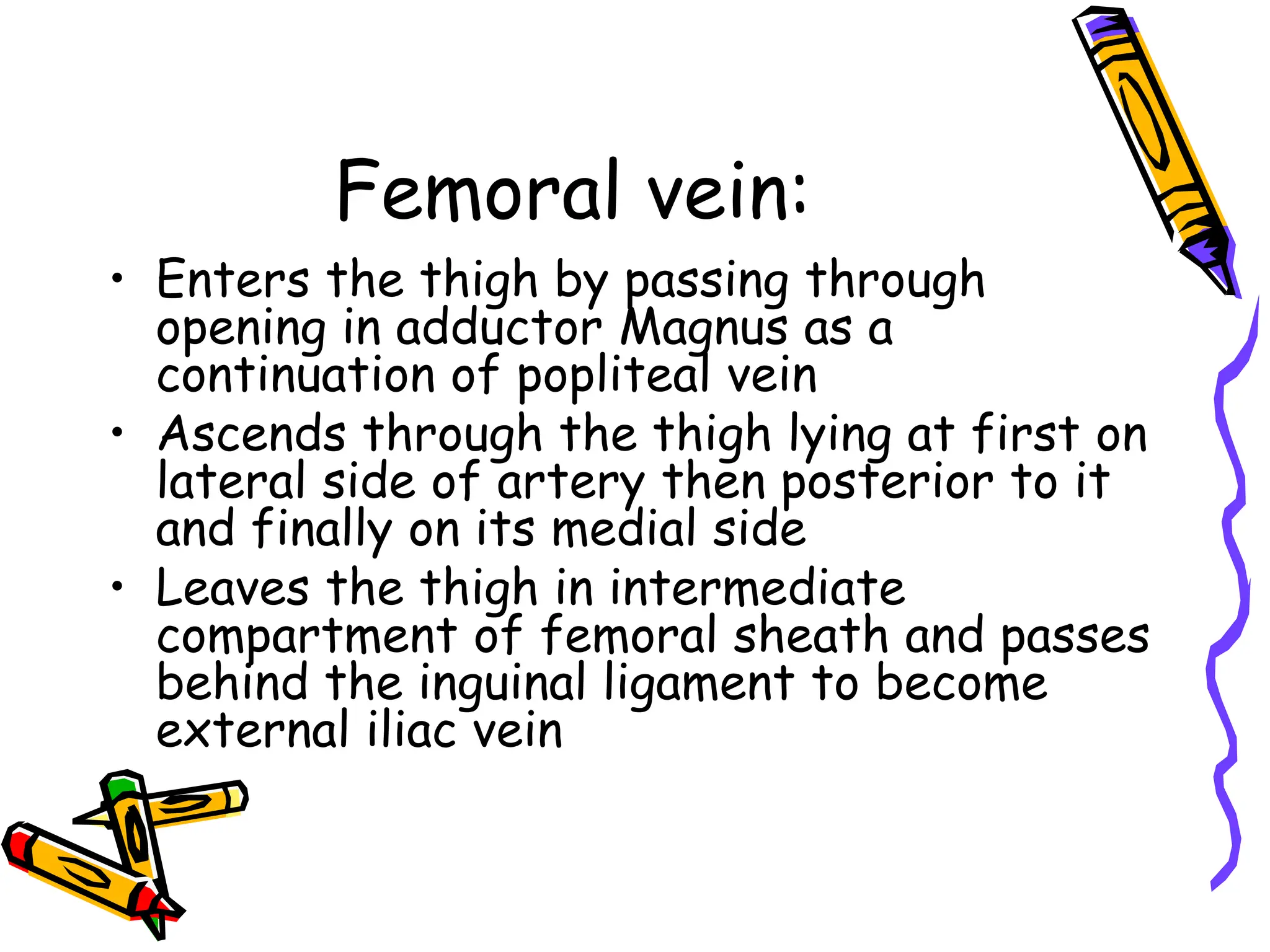 Anterior compartment of thigh.ppt