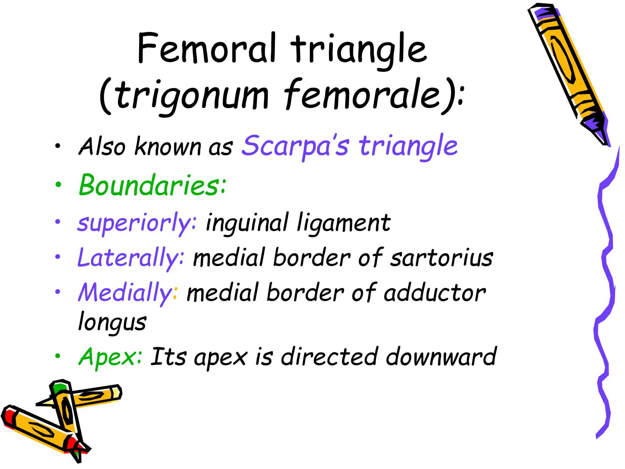 Anterior compartment of thigh.ppt