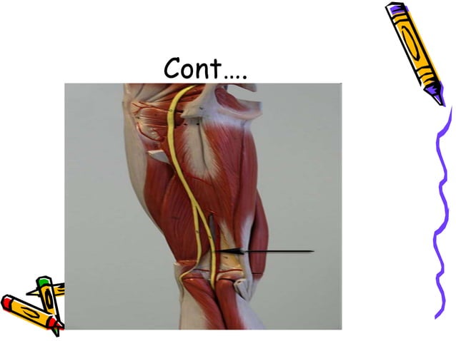 Anterior compartment of thigh.ppt