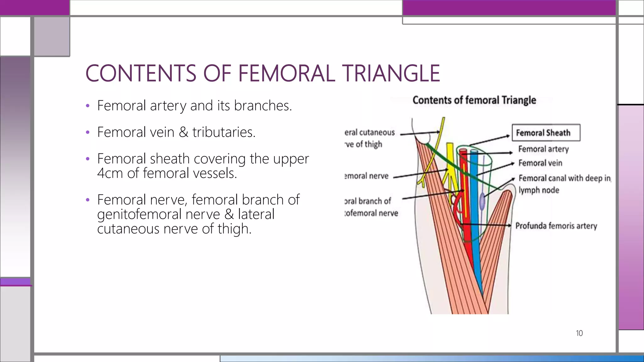 Anterior compartment of thigh copy | PPTX