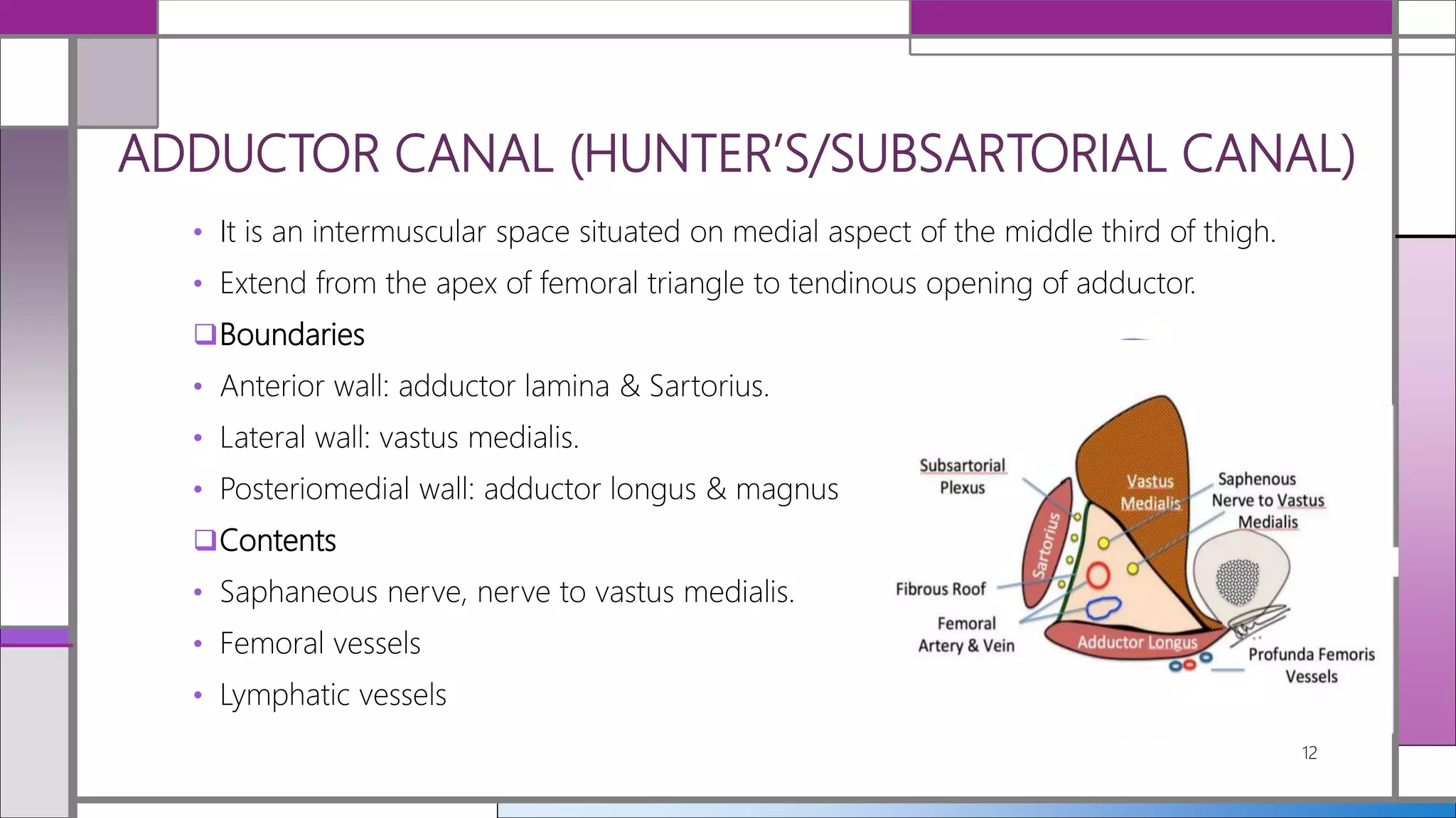 Anterior compartment of thigh copy | PPTX