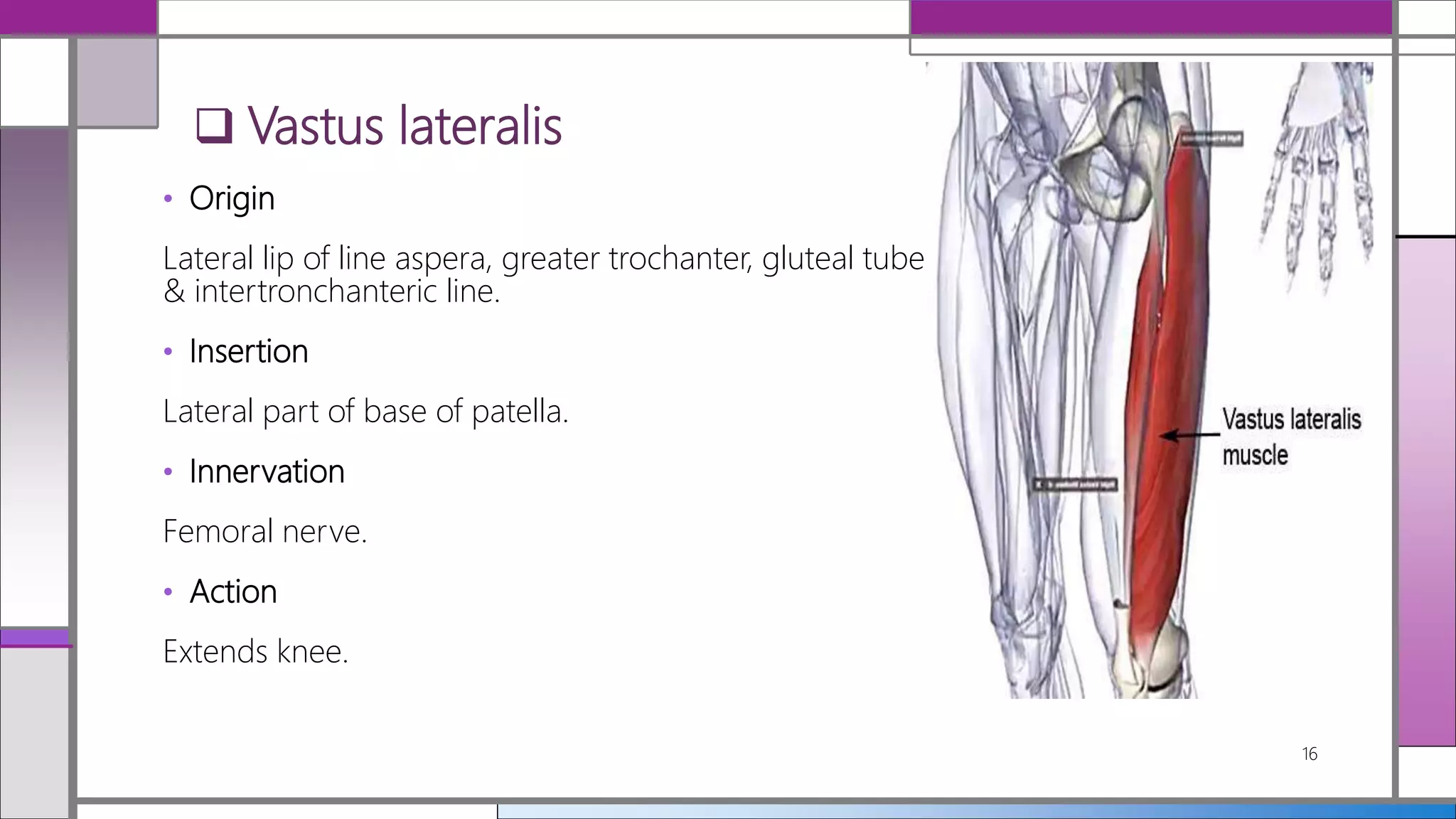 Anterior compartment of thigh copy | PPTX