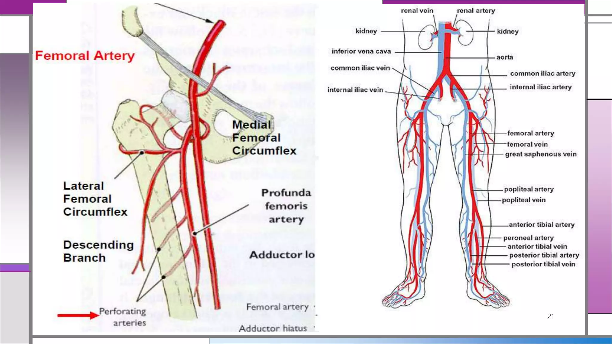 Anterior compartment of thigh copy | PPTX