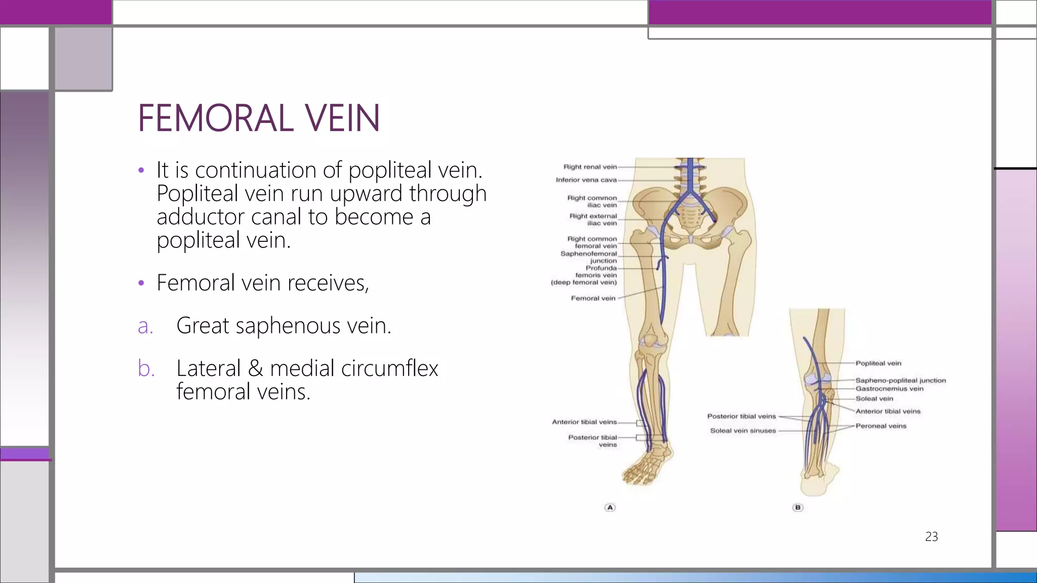 Anterior compartment of thigh copy | PPTX