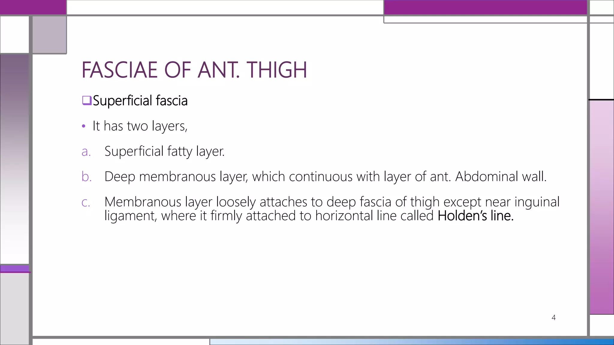 Anterior compartment of thigh copy | PPTX