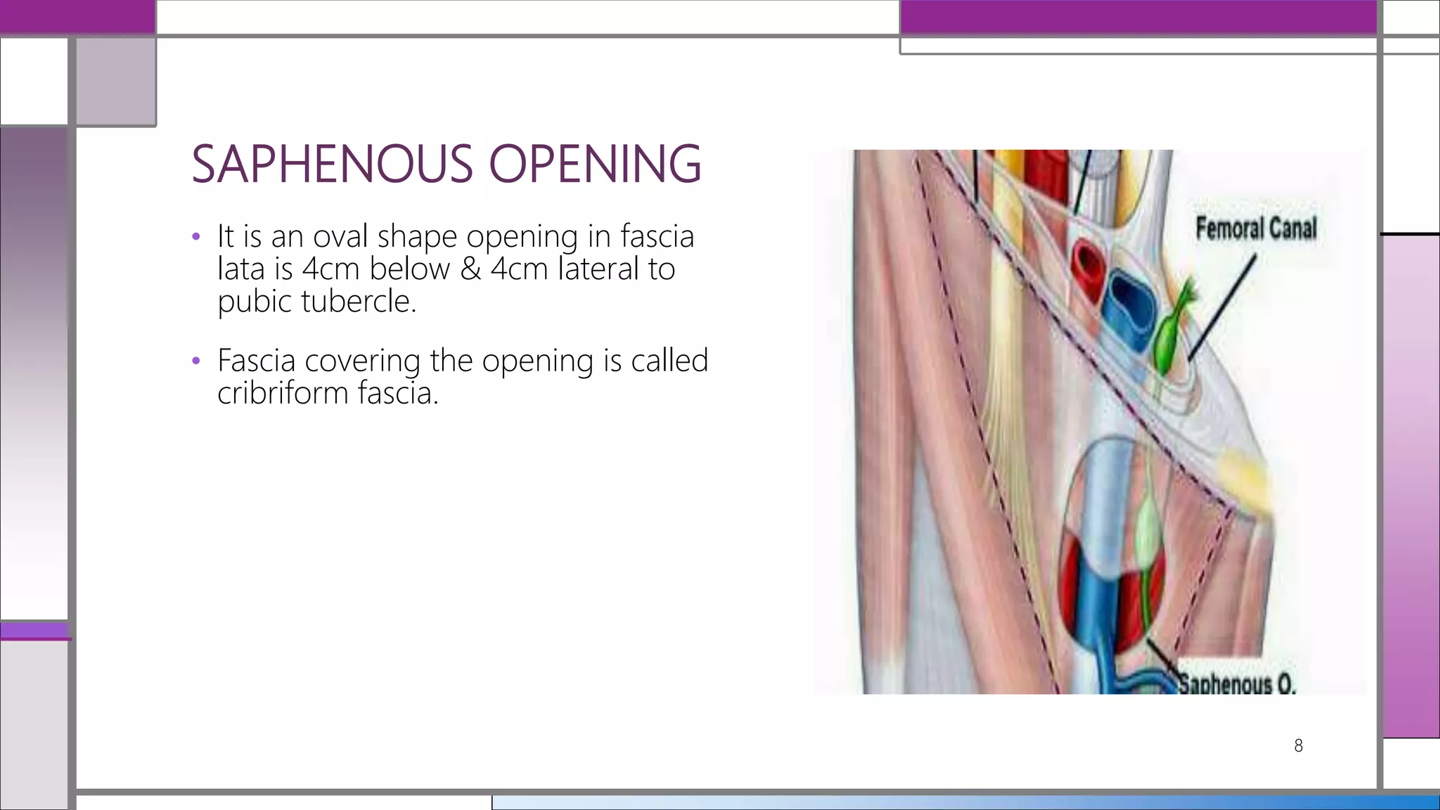 Anterior compartment of thigh copy | PPTX