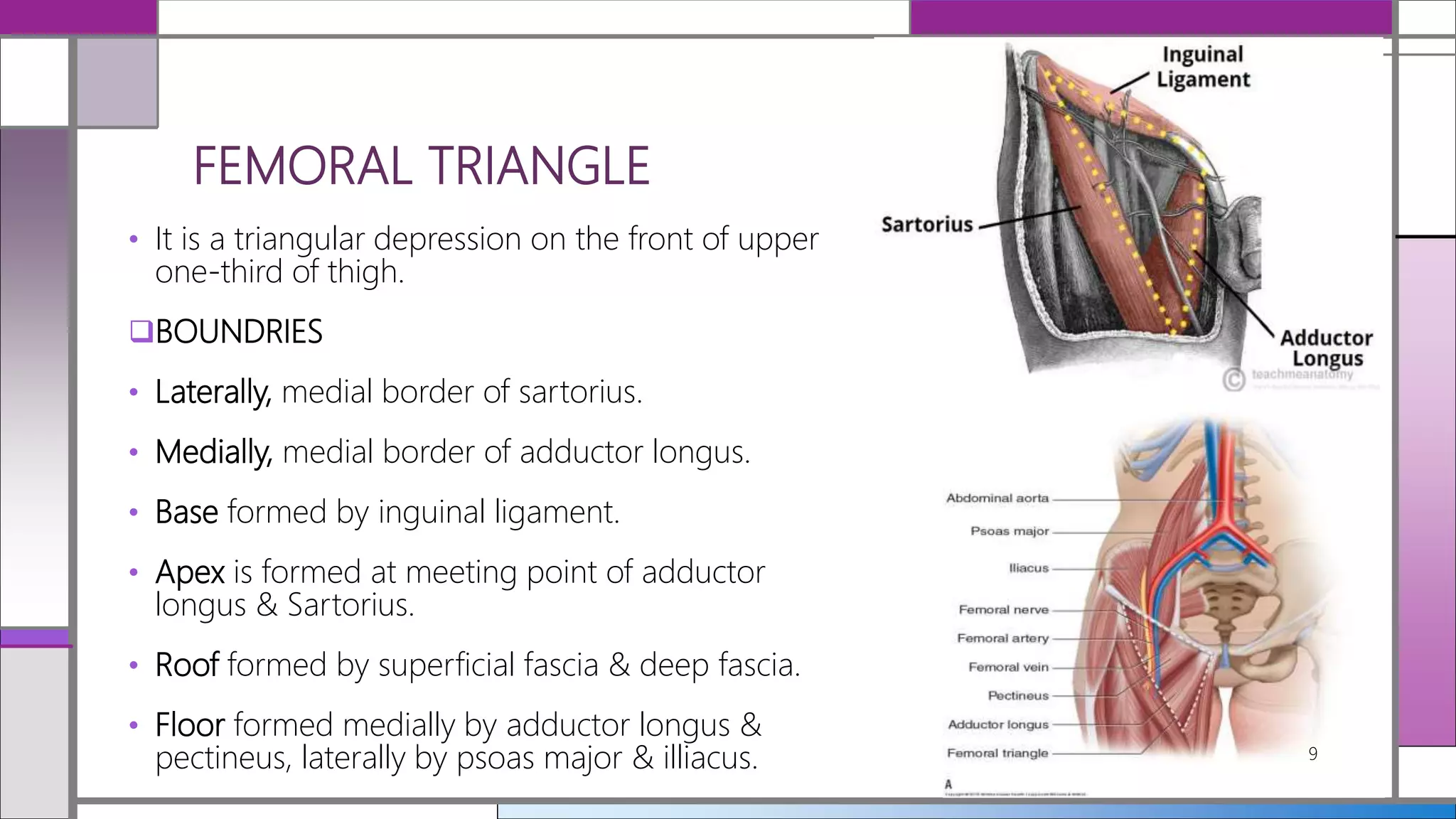 Anterior compartment of thigh copy | PPTX