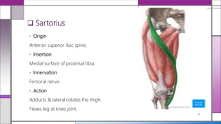 Anterior compartment of thigh copy | PPTX
