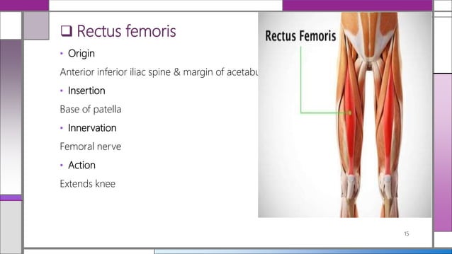 Anterior compartment of thigh copy | PPTX