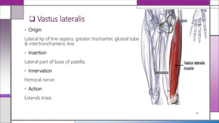 Anterior compartment of thigh copy | PPTX