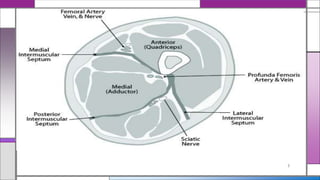Anterior compartment of thigh copy | PPTX