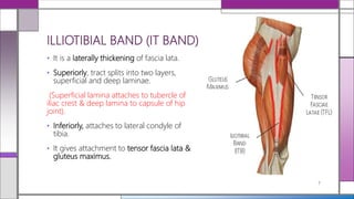 Anterior compartment of thigh copy | PPTX