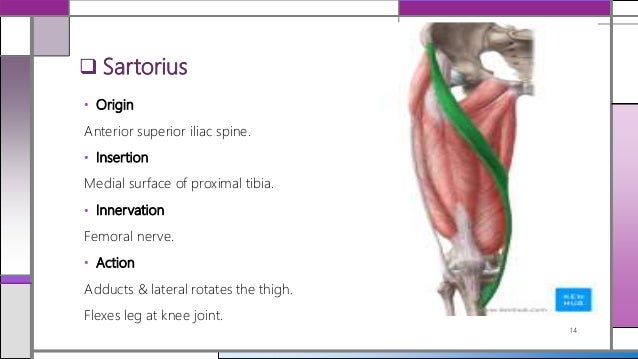 Anterior compartment of thigh copy
